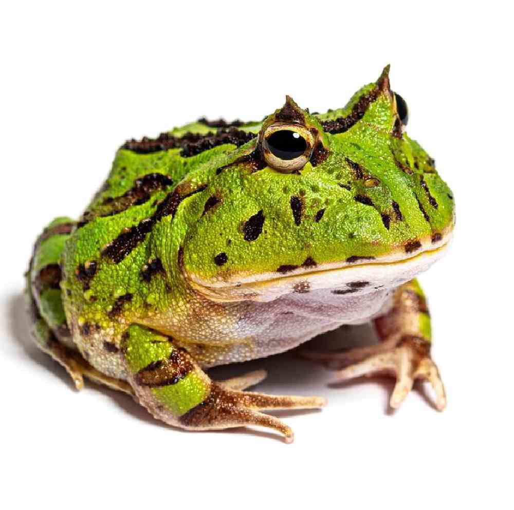 Amphibians for Sale - Cedar Pet Supply
